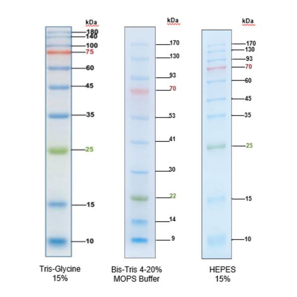 RealBand Pre-stained Protein Marker - 3-Color High-Resolution 10~180 ...