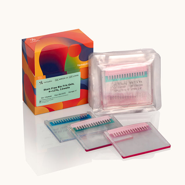 Stain Free Bis-Tris Precast Gels - Fast, Safe Protein Separation Gel ...