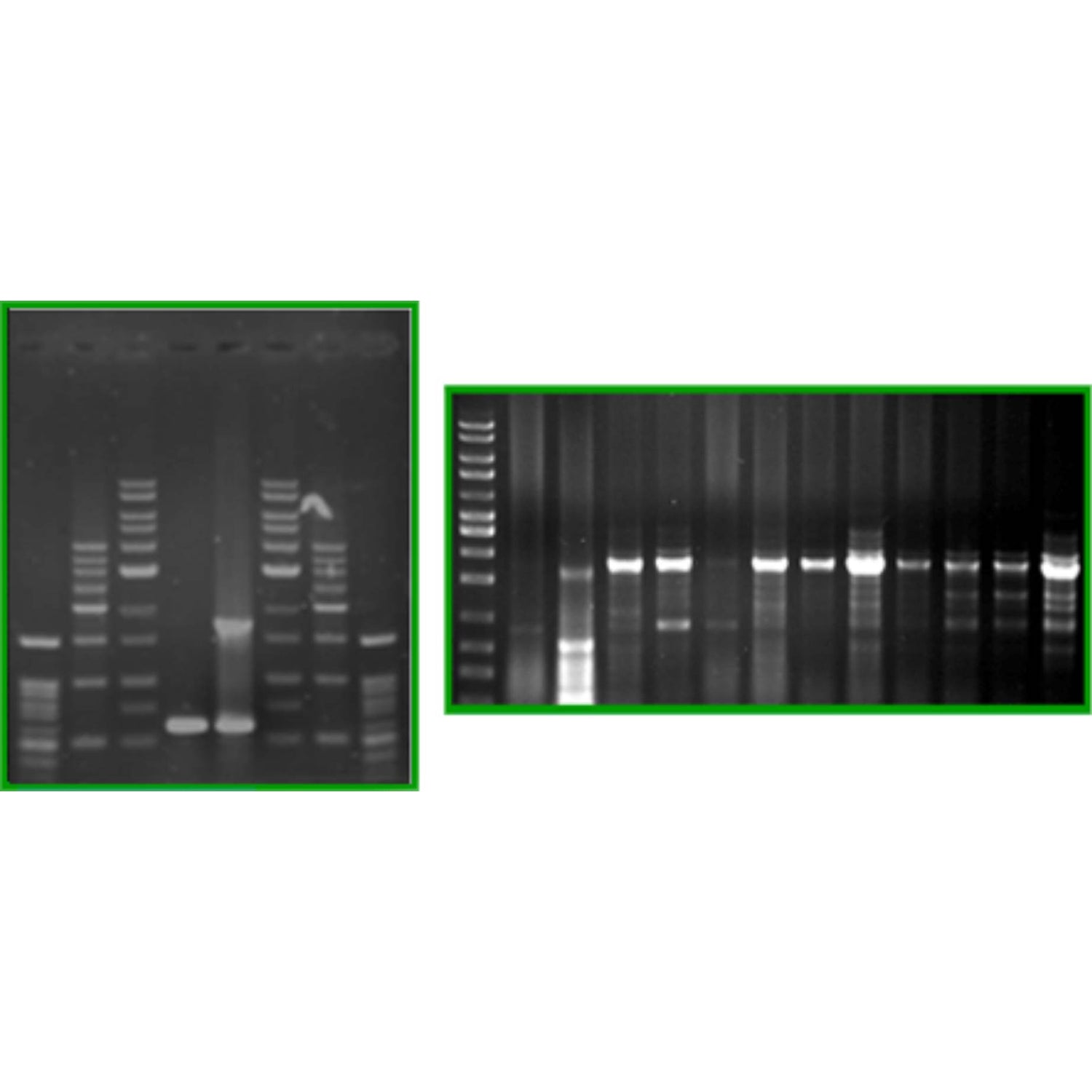 Eco-White-DNA Dye - Non-Toxic DNA/RNA Gel Staining Alternative - Biofargo