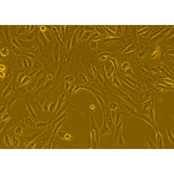 Human Primary Kidney Epithelial Cells | High-Purity Cryopreserved Renal ...