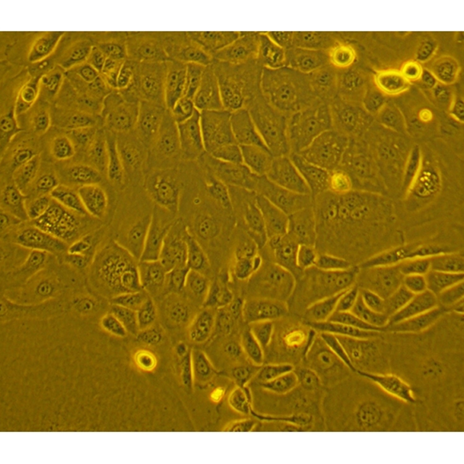 Human Primary Small Intestinal Epithelial Cells | High-Purity ...