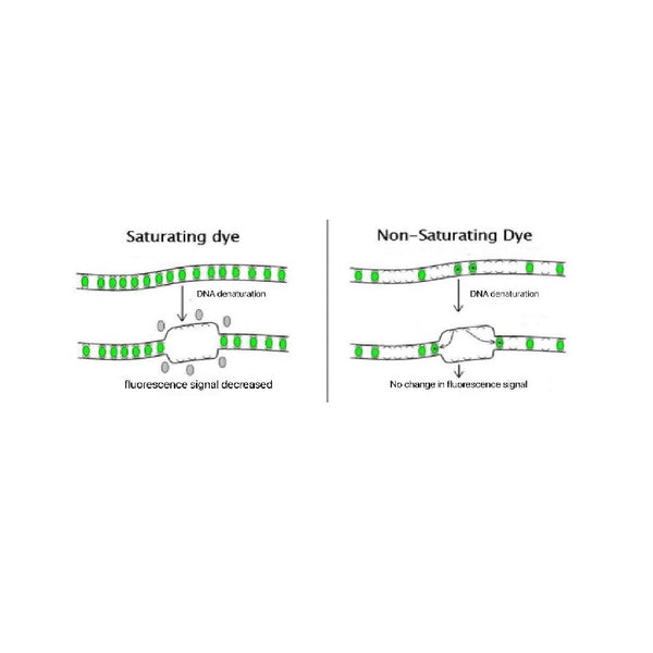 Bingene Dye | Thermostable, SYBR Green I Alternative | 488 nm ...