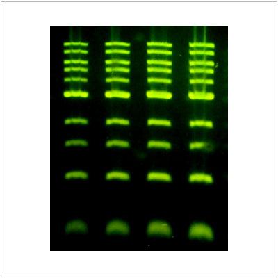 Ultra Nucleic Acid Gel Stain - Ultra-Sensitive, Safe & Stable ...