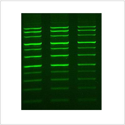 Plus Nucleic Acid Gel Stain - Sensitive, Non-Toxic Fluorescent Dye for ...