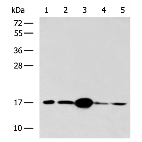 COX4I1 Mouse Monoclonal Antibody | Specific Mitochondrial Respiratory ...