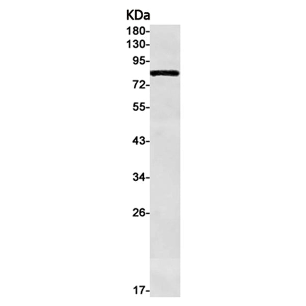 HMMR Rabbit Monoclonal Antibody - High Specificity Cell Motility ...
