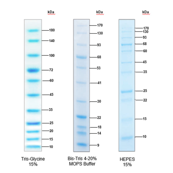 RealBand Pre-stained Protein Marker - High Resolution 10~180 kDa Range ...