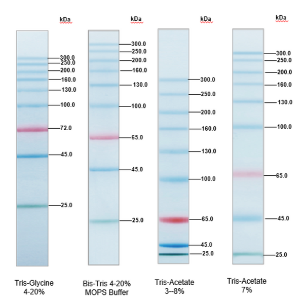TureColor 3-Color Pre-stained Protein Marker | High-Resolution 25-300 ...