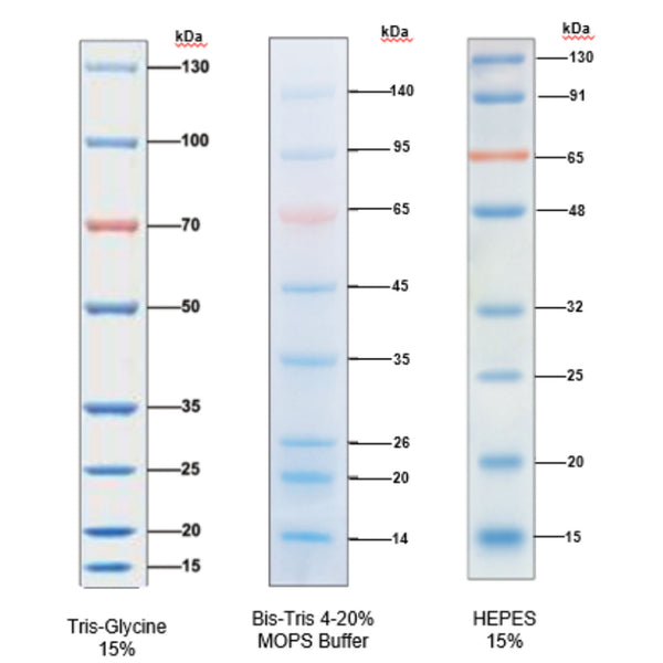 TureColor Dual-Color Pre-stained Protein Marker | 15-130 kDa Standard ...