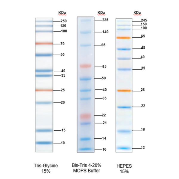 TureColor Pre-stained Protein Marker | Dual-color Wide Range 10-250 kDa ...