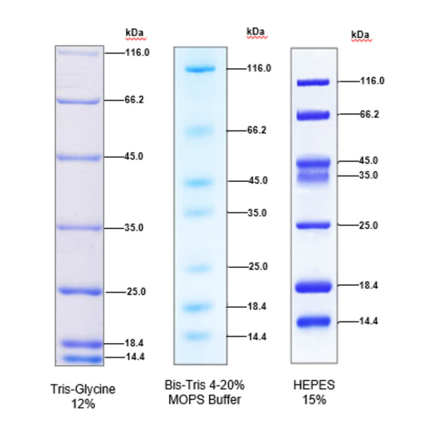 Unstained Protein Marker Standard Range | 14.4-116 kDa SDS-PAGE ...