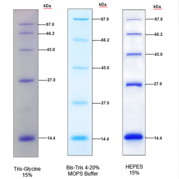 Unstained Protein Marker | 14.4~97 kDa Range for SDS-PAGE Calibration ...