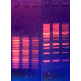 Eco-Red-DNA Dye | Non-Toxic DNA/RNA Gel Stain Alternative to EtBr ...